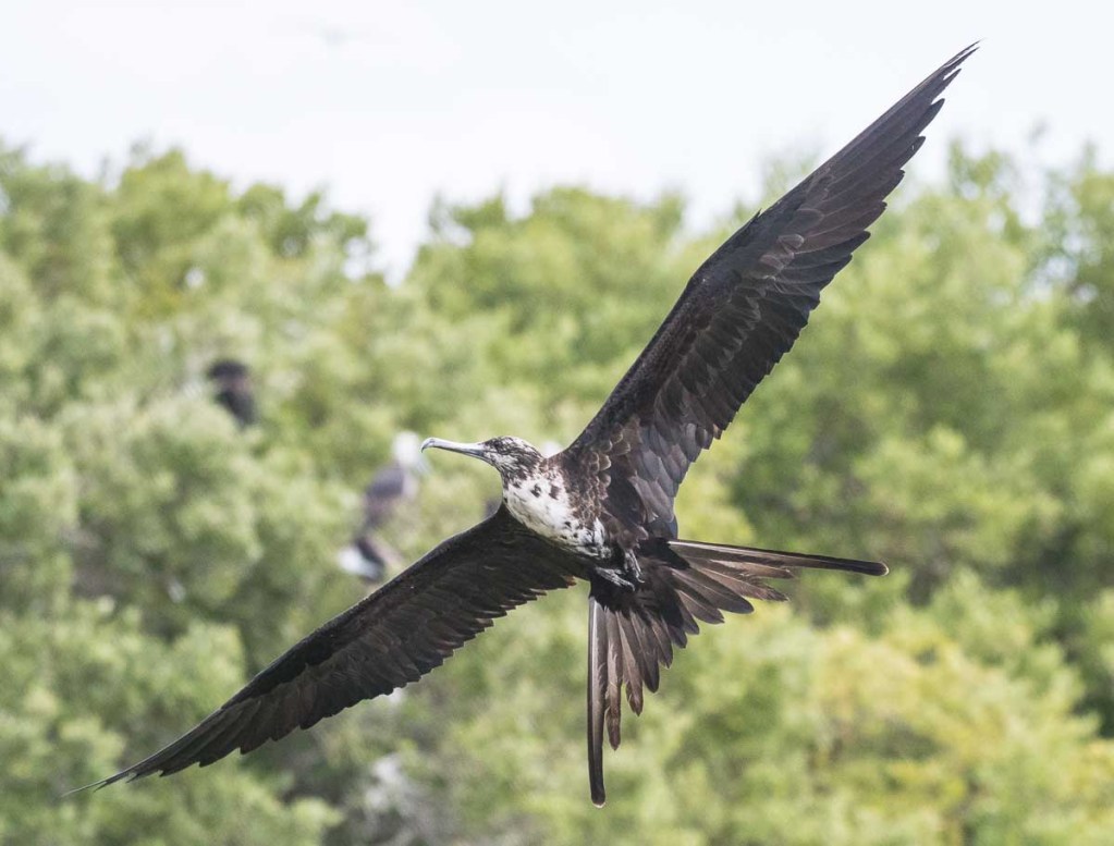 Magnificent Frigatebird – Flying Lessons