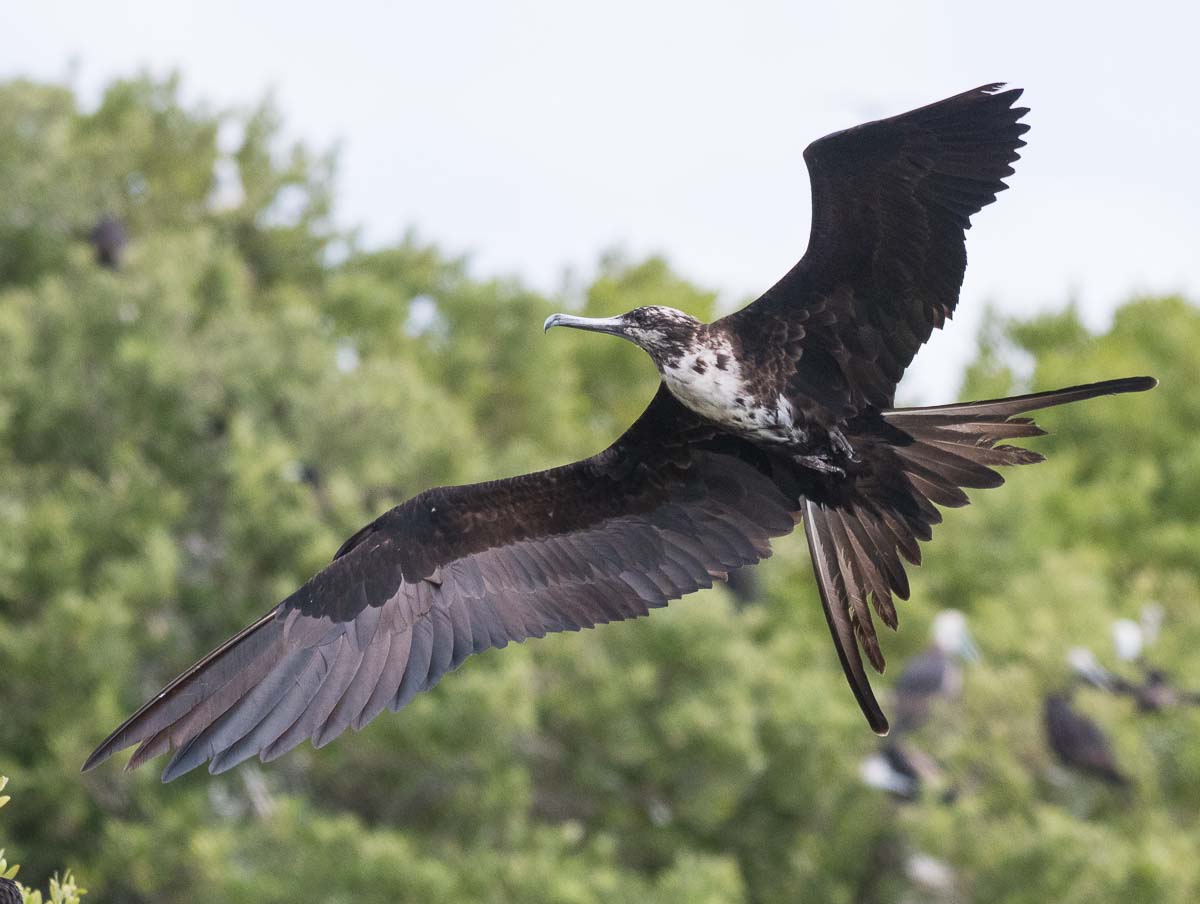 Magnificent Frigatebird - Flying Lessons