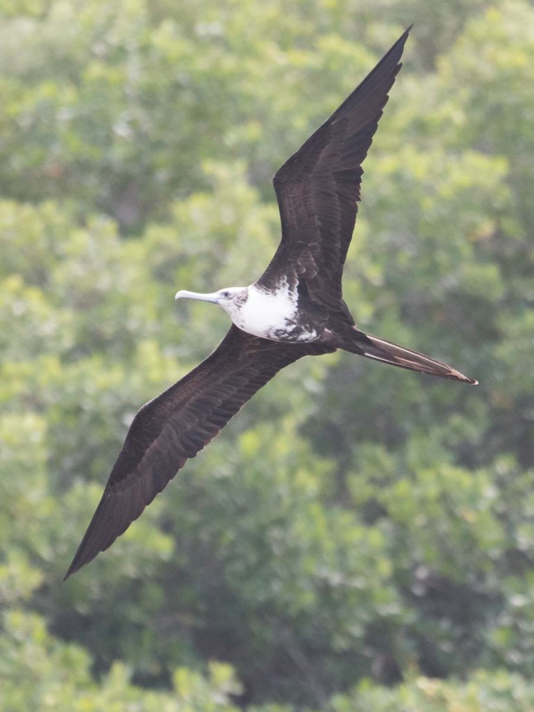 Magnificent Frigatebird – Flying Lessons