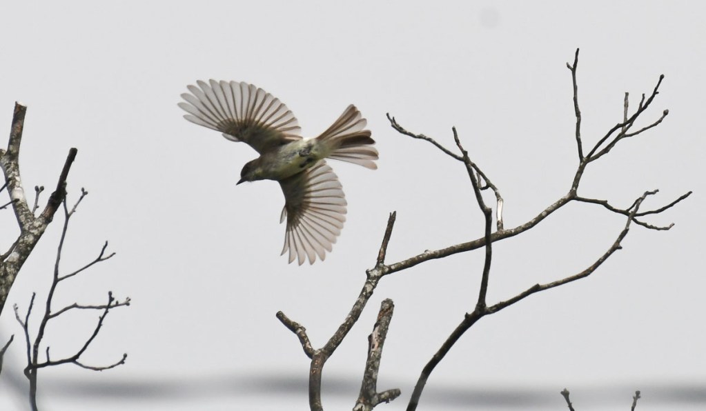 Catching Birds in Flight – Flying Lessons