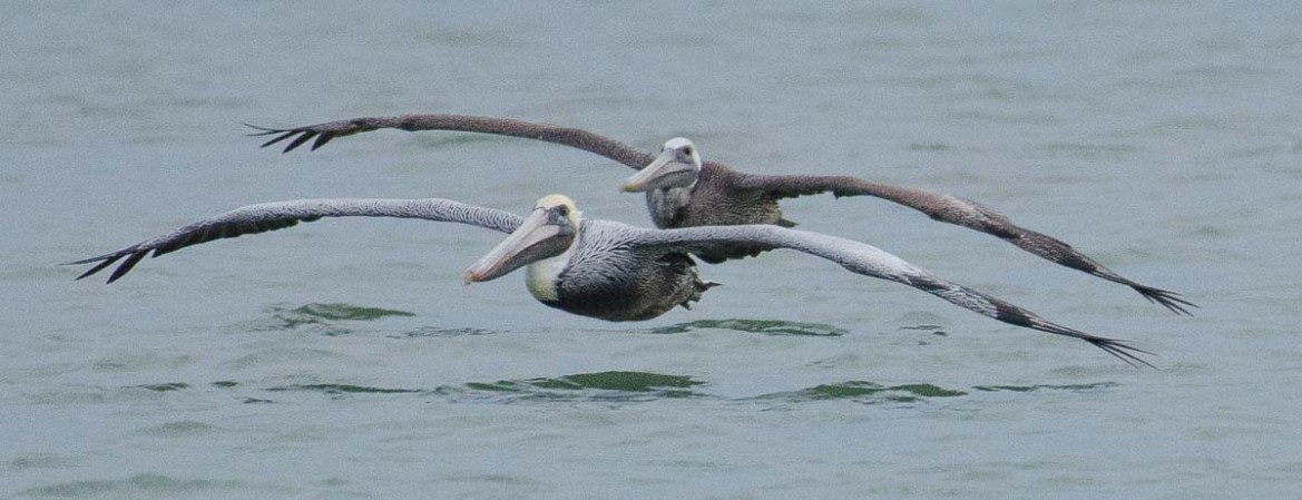 Here’s a surprise: Birds watch out for each other, take turns on the ...