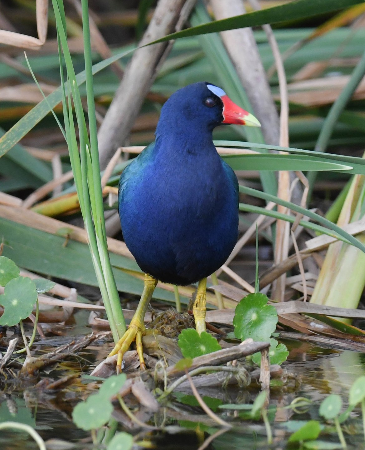 Purple Gallinule – Flying Lessons