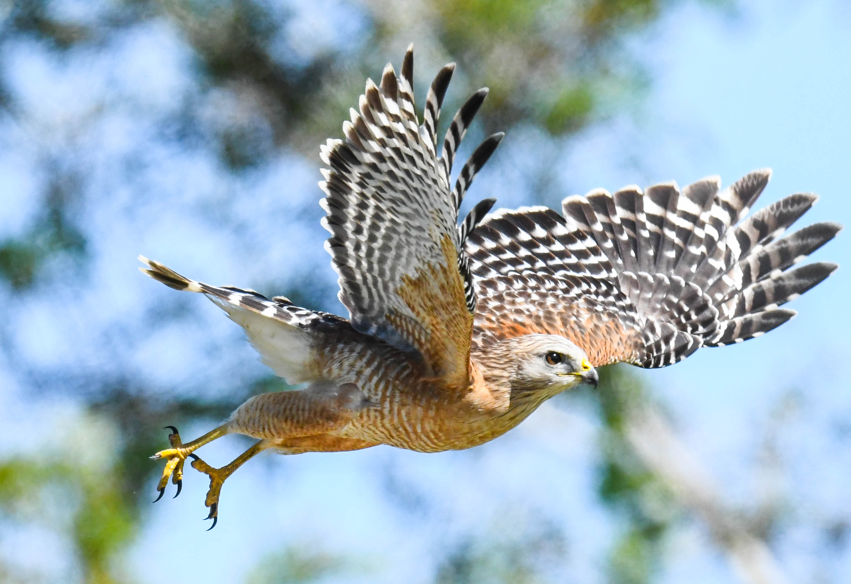 Photos Galleries – Flying Lessons