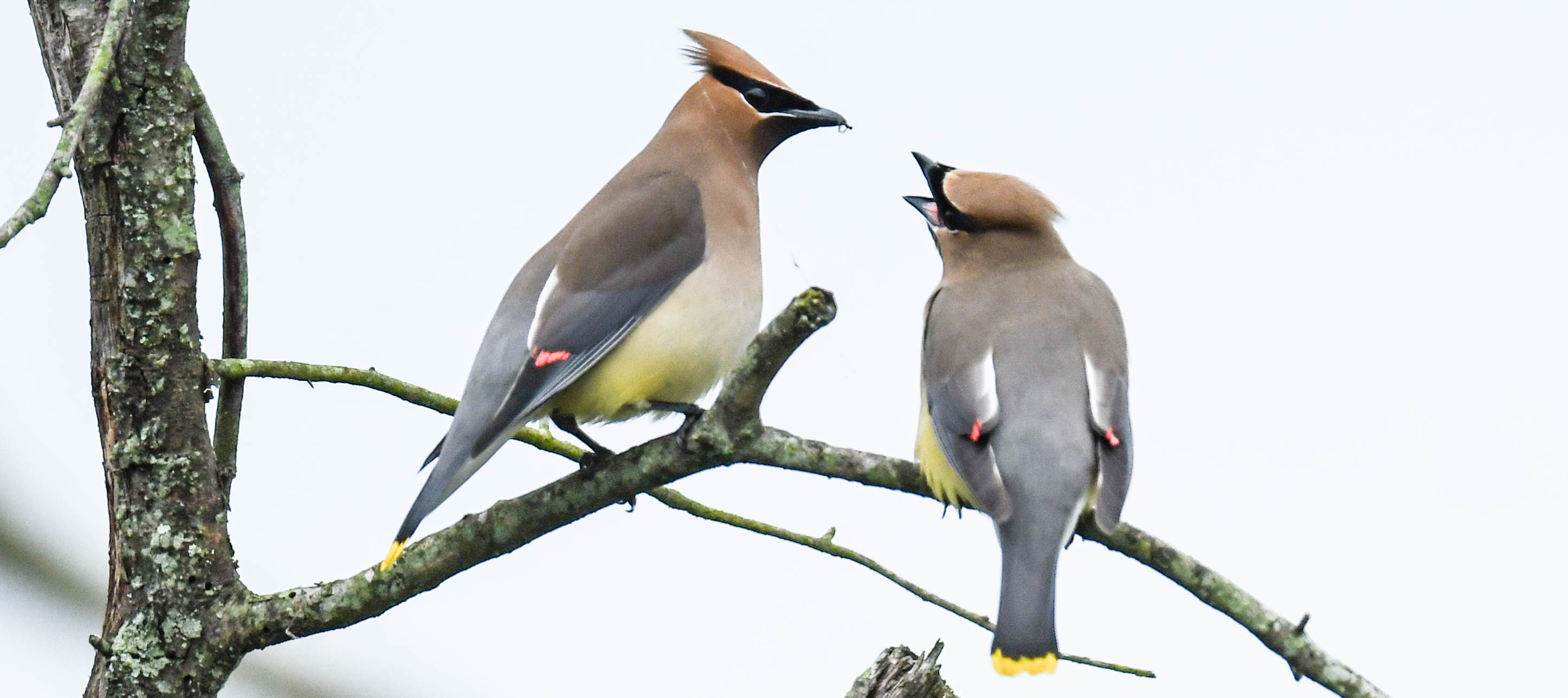 Cedar Waxwing – Flying Lessons