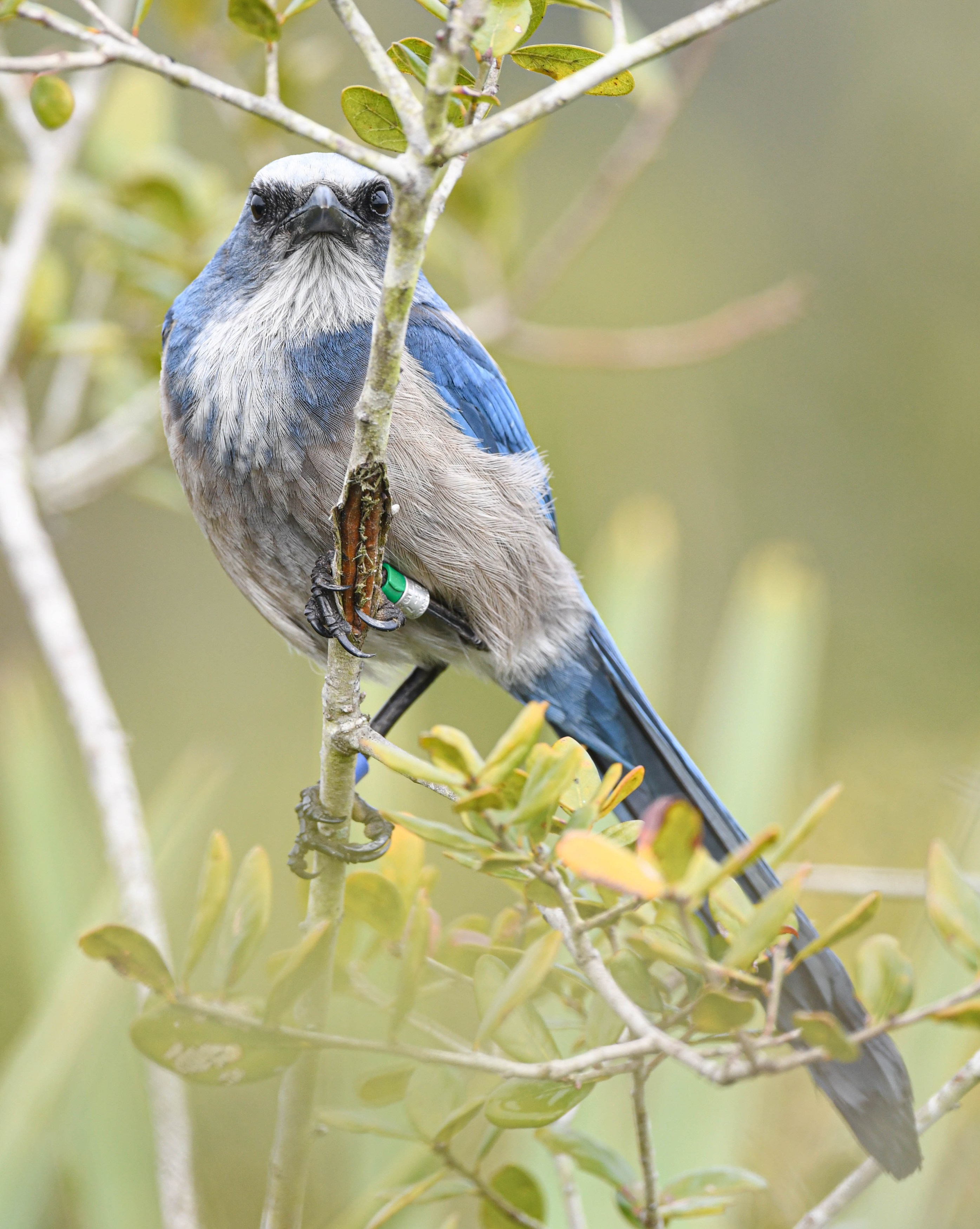 Floridians and their Scrub-Jay: Can they coexist? – Flying Lessons