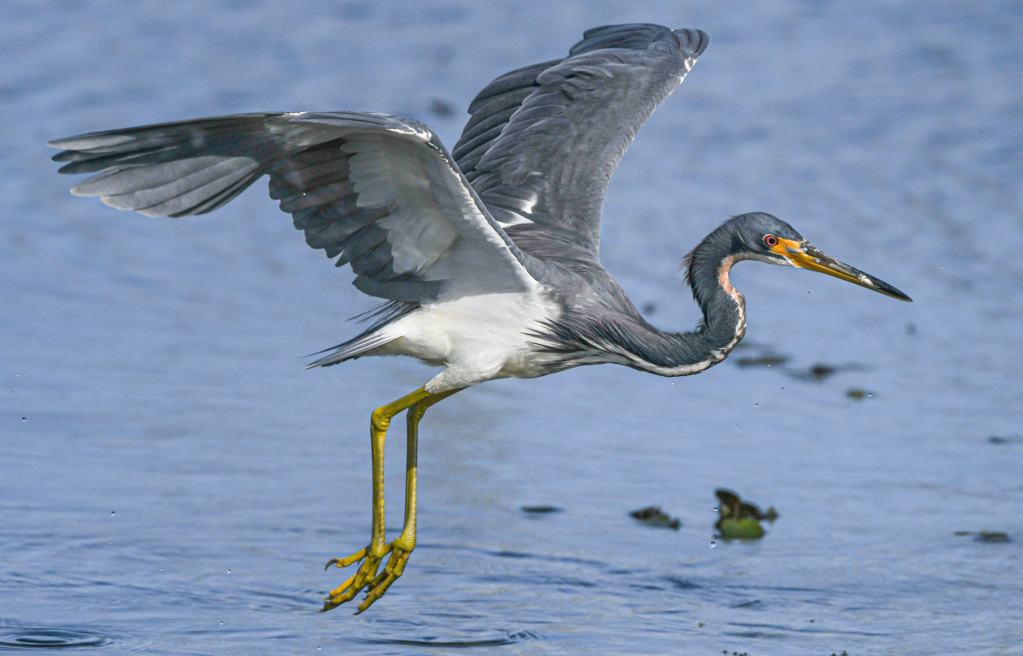 Florida birds – Flying Lessons