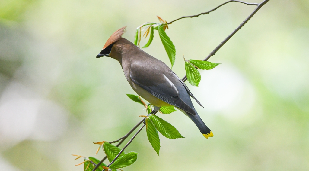 Cedar Waxwings are dining their way north: Don't miss the show - Flying ...