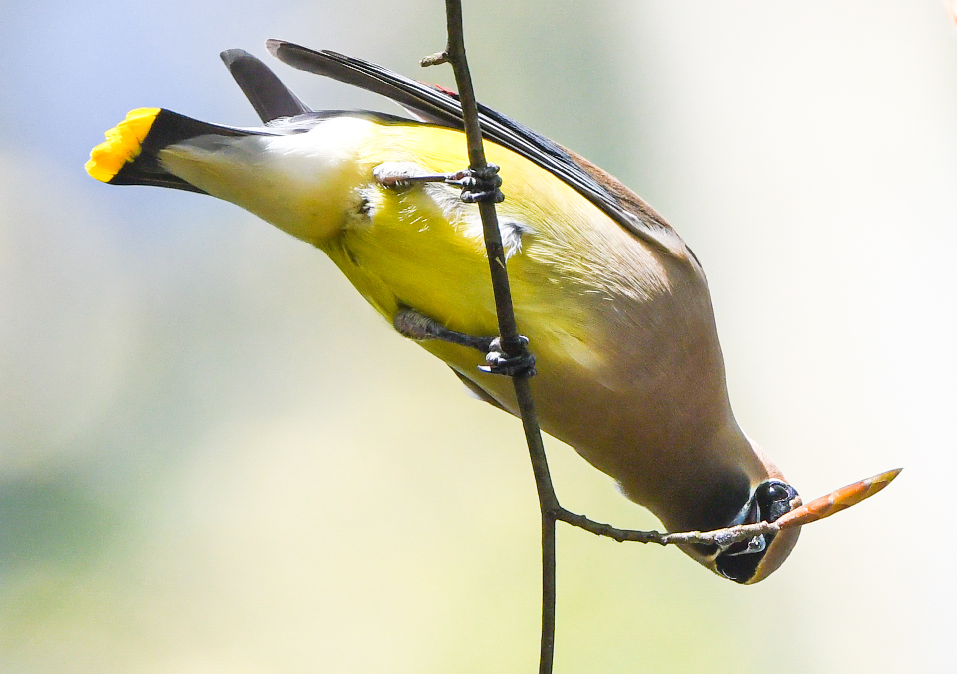Cedar Waxwings – Flying Lessons