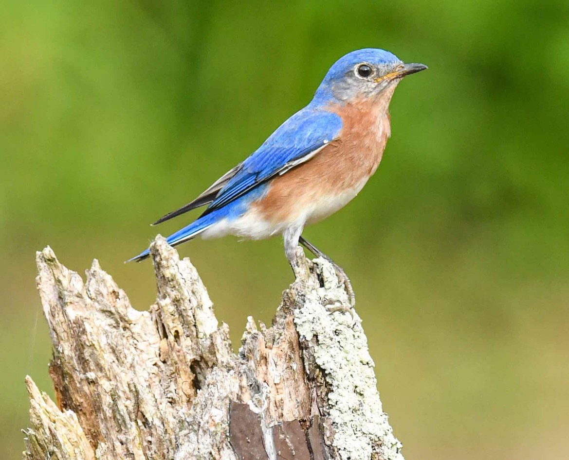 PhotoPost: How the Bluebird made its comeback — and won our hearts ...