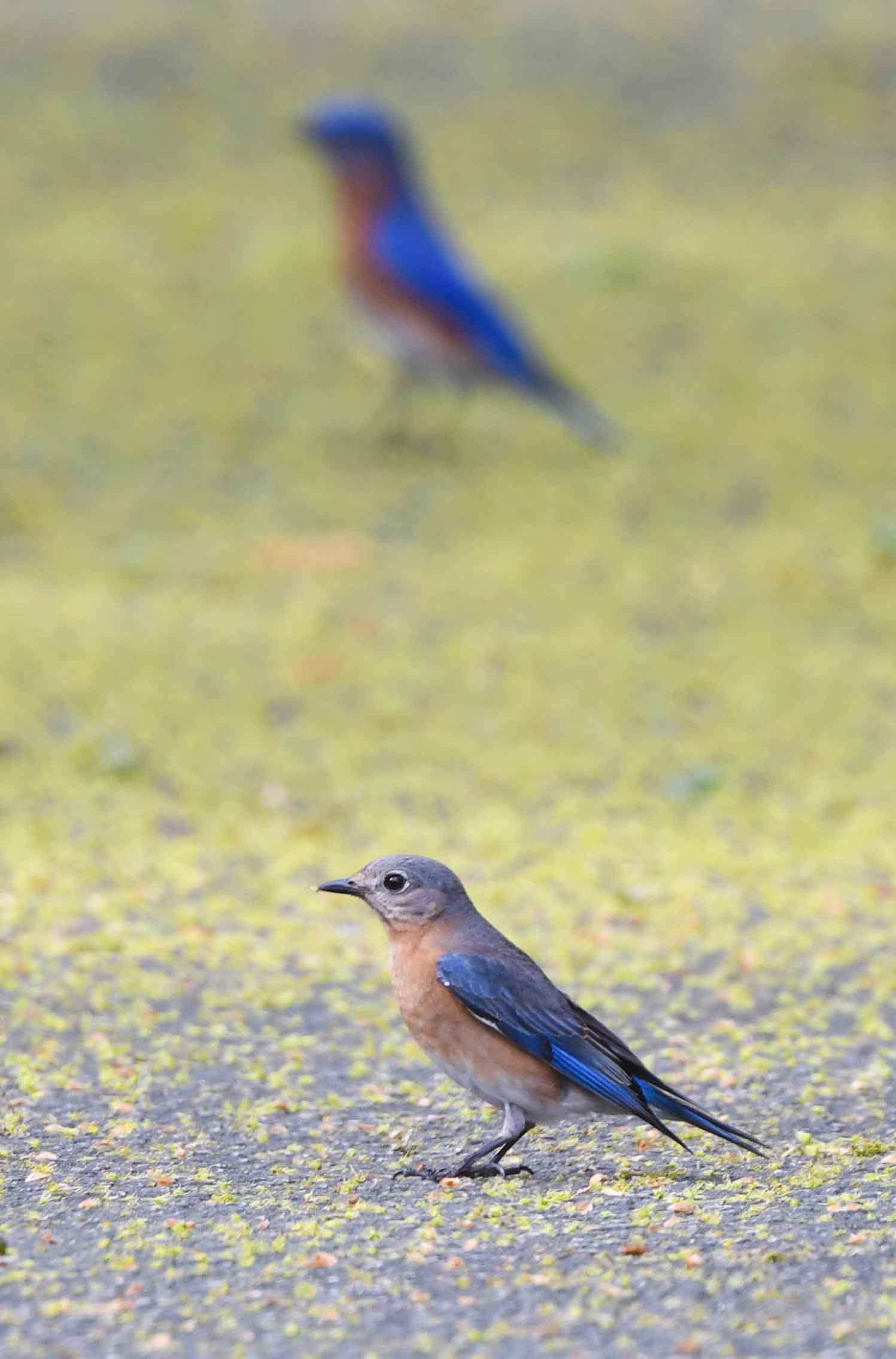 PhotoPost: How the Bluebird made its comeback - and won our hearts ...