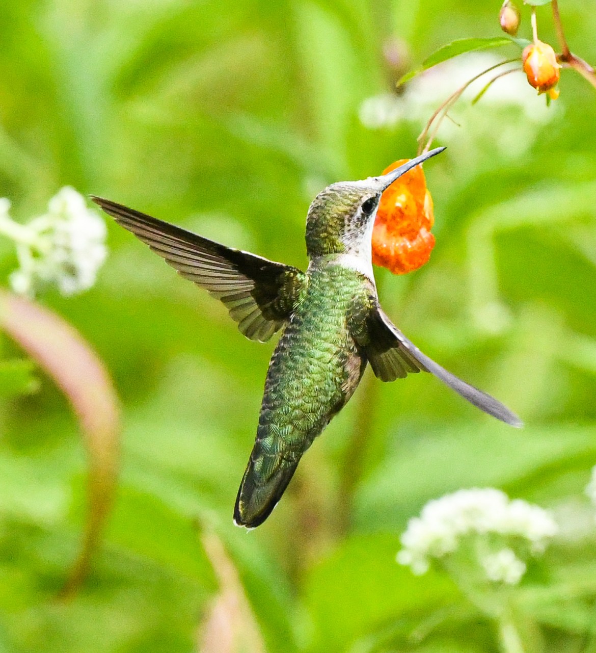 What a show: Battle of the Hummingbirds reaches its peak – Flying Lessons