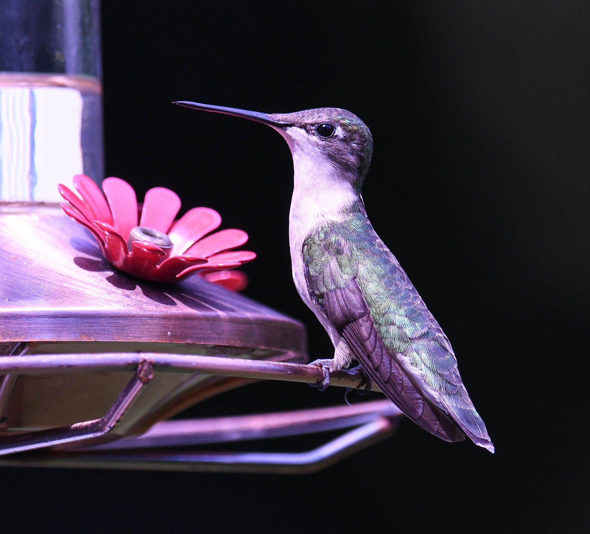 What a show: Battle of the Hummingbirds reaches its peak – Flying Lessons