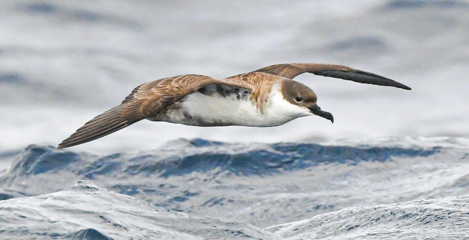 Petrels and Shearwaters: The coolest birds you never see – Flying Lessons