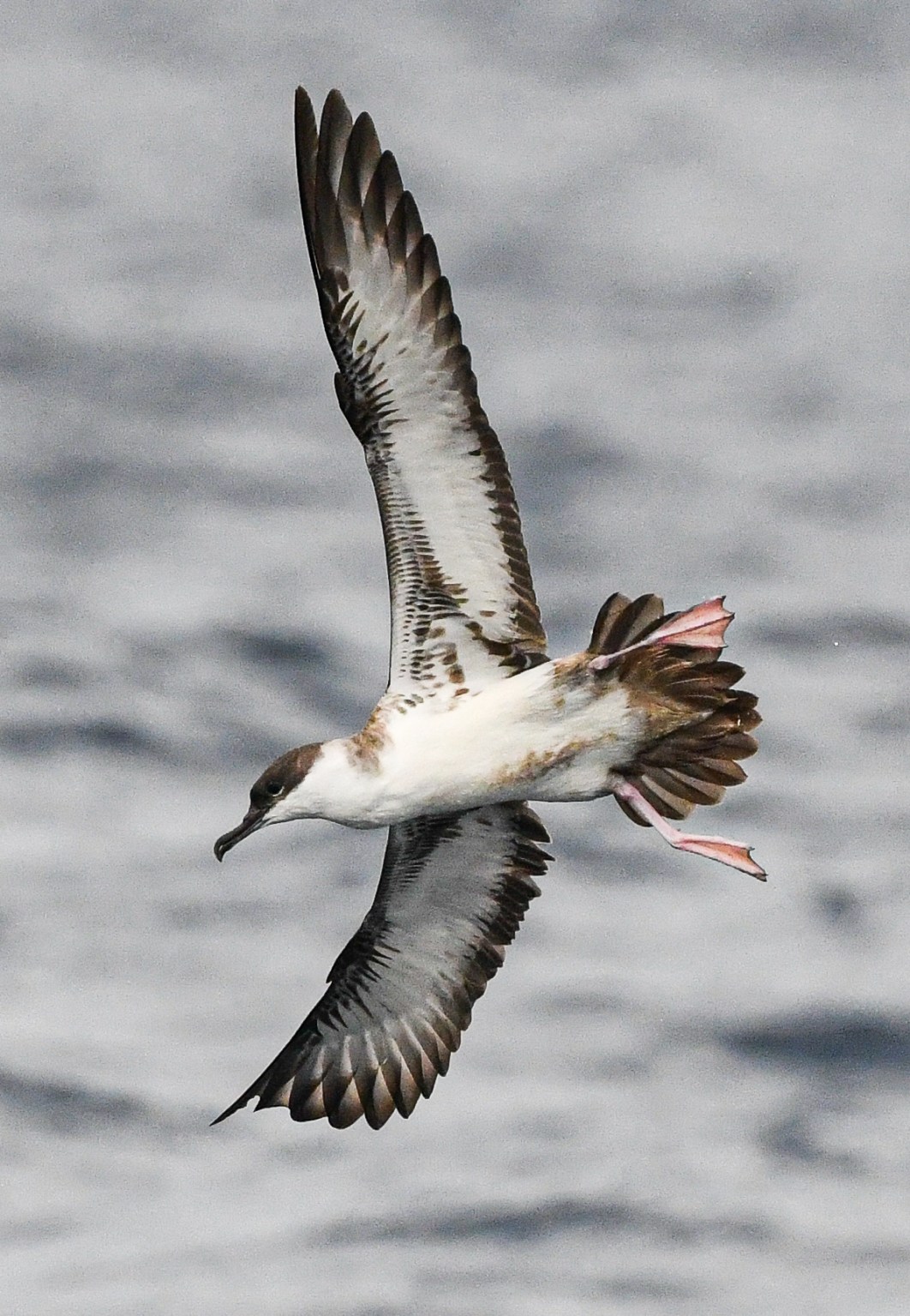 Petrels and Shearwaters: The coolest birds you never see – Flying Lessons