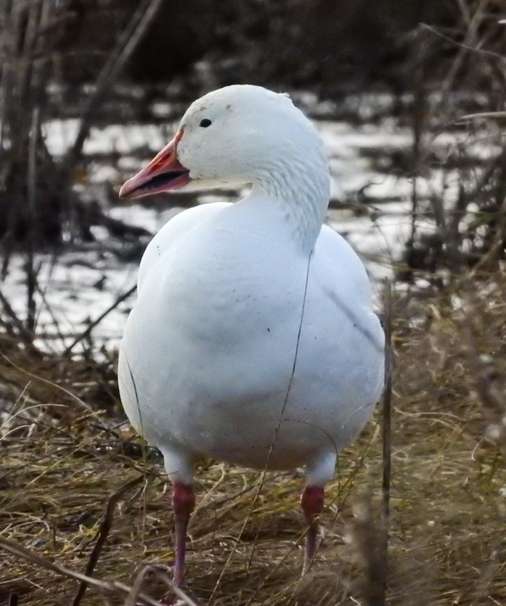 Flying Lessons – What we're learning from the birds