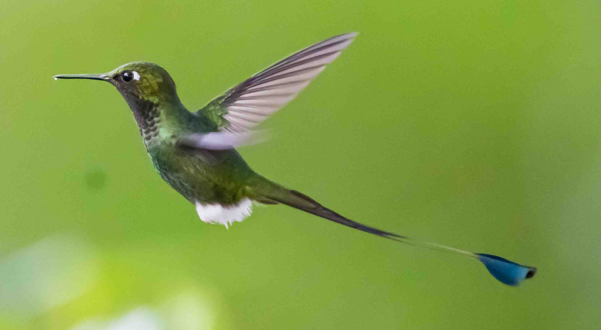 They unlock the Earth’s treasury of hummingbirds. Does it help or hurt ...
