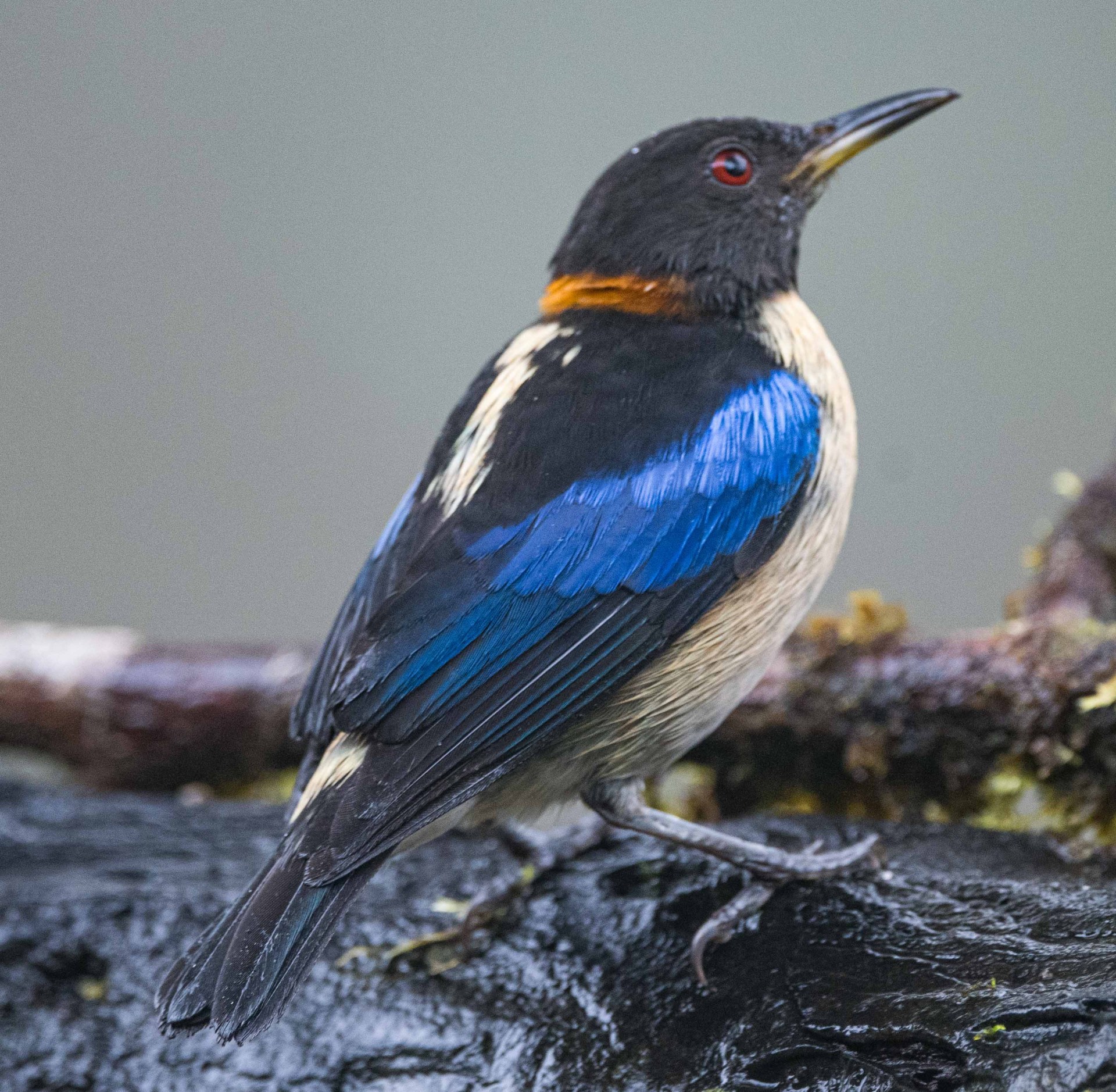 Tanagers of Ecuador – Flying Lessons