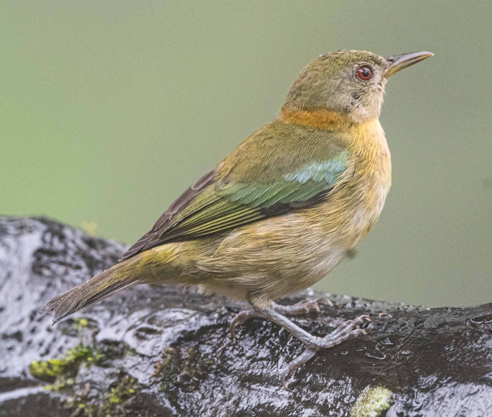 Tanagers of Ecuador – Flying Lessons