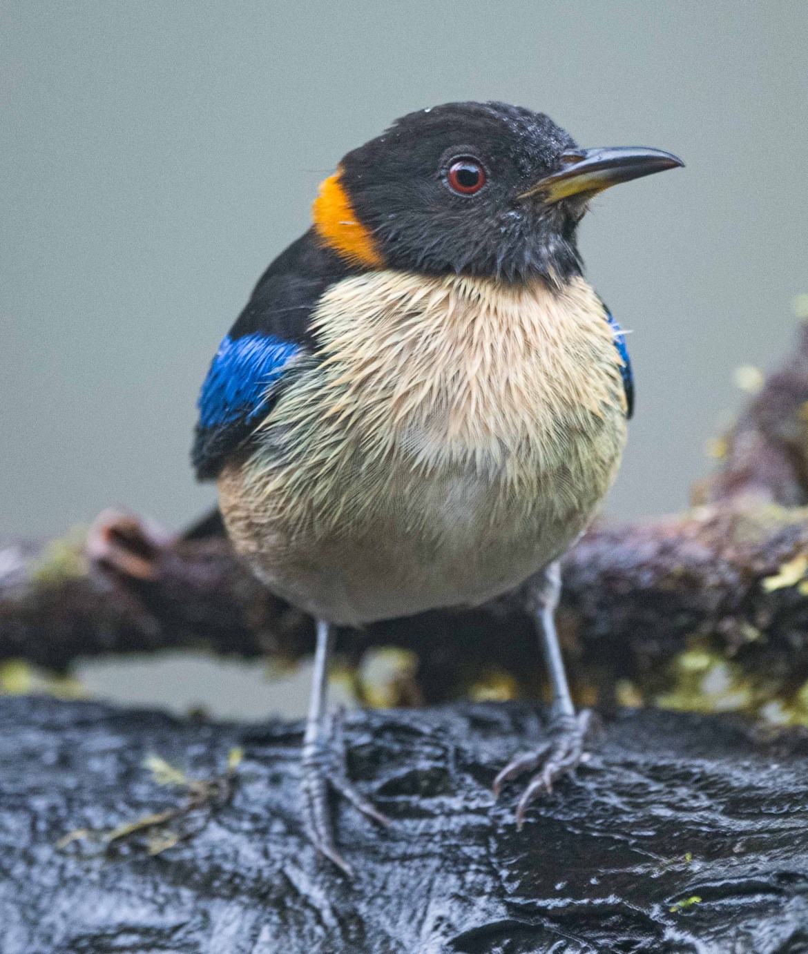 Tanagers of Ecuador – Flying Lessons