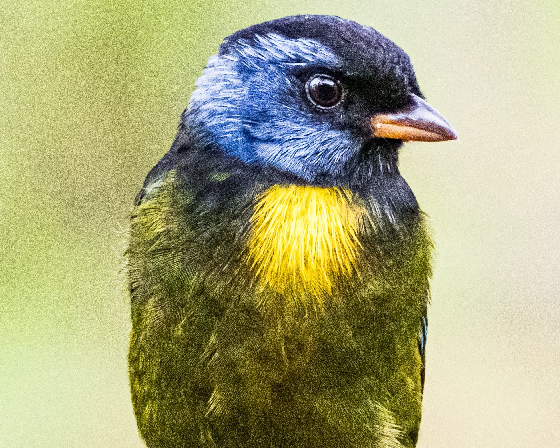 Tanagers of Ecuador - Flying Lessons