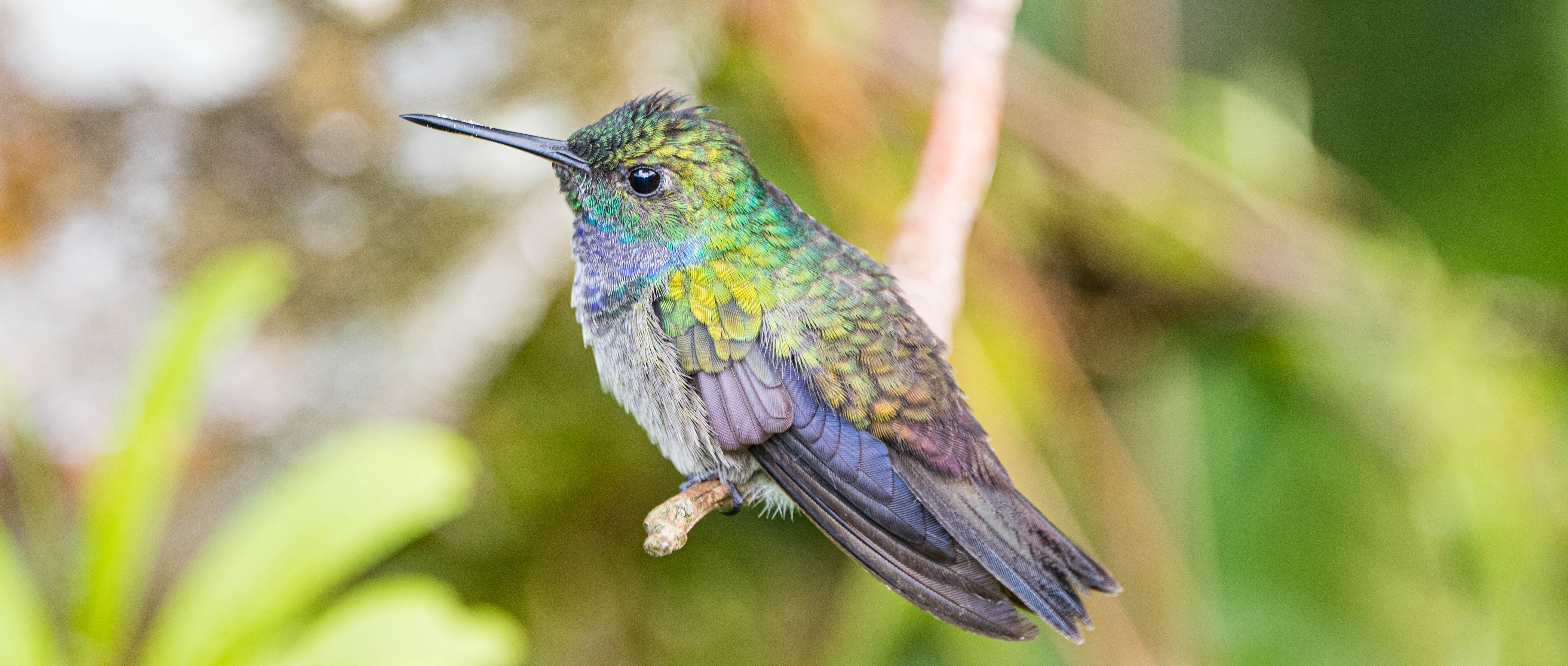 Hummingbirds Archives - Flying Lessons