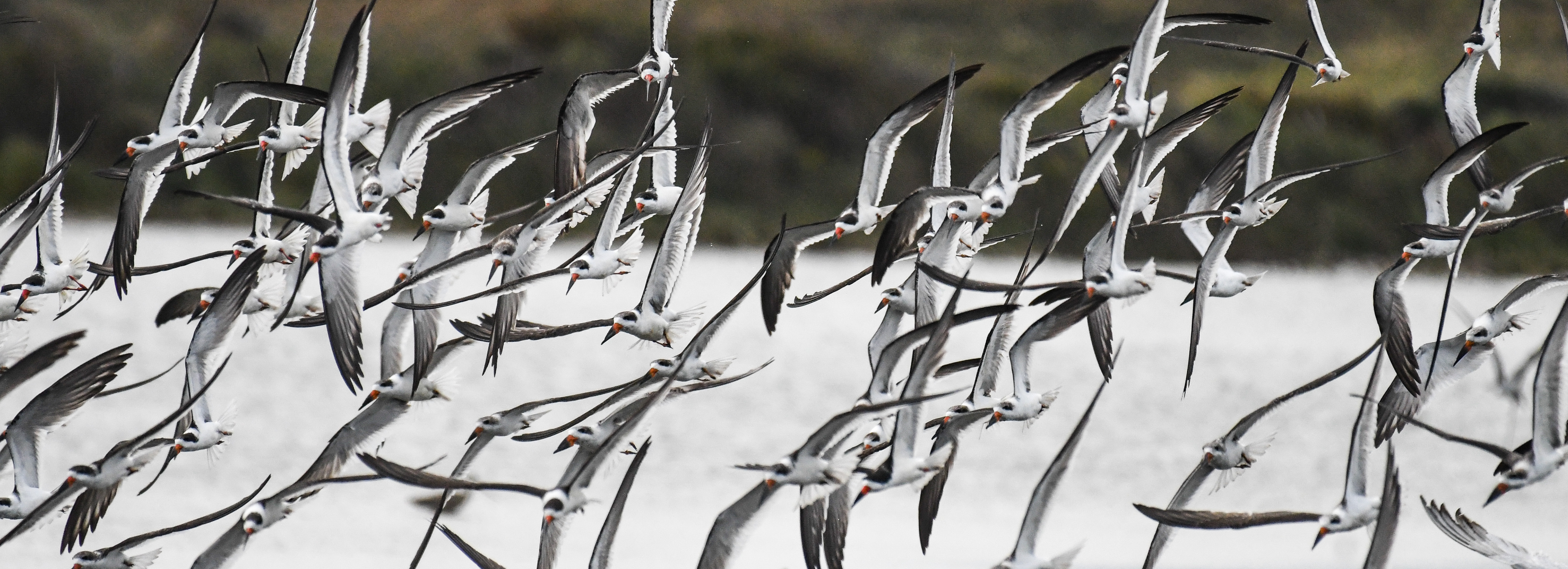 How the loss of three billion birds has shaped public opinion - Flying ...